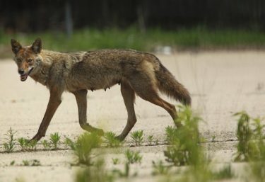 Urban coyote evolution favors the bold | Urban@UW