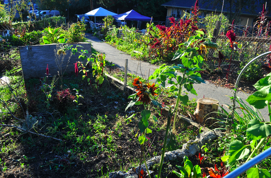 Seattle’s treasured P-Patch community gardens face uncertain future ...