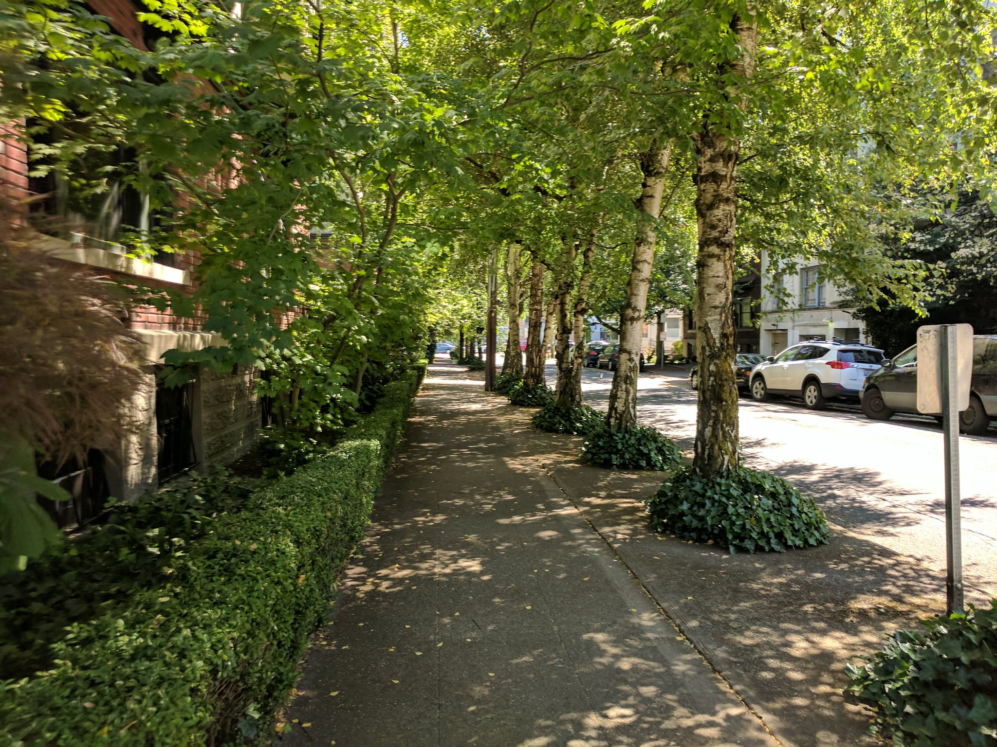 Living in tree-filled neighborhoods may reduce risk of heart disease ...