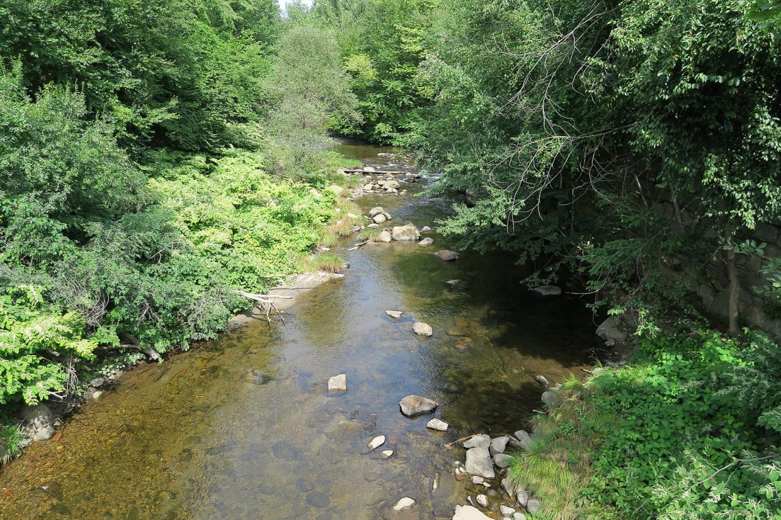 Trees: Our mental, physical, climate change antidote | Urban@UW