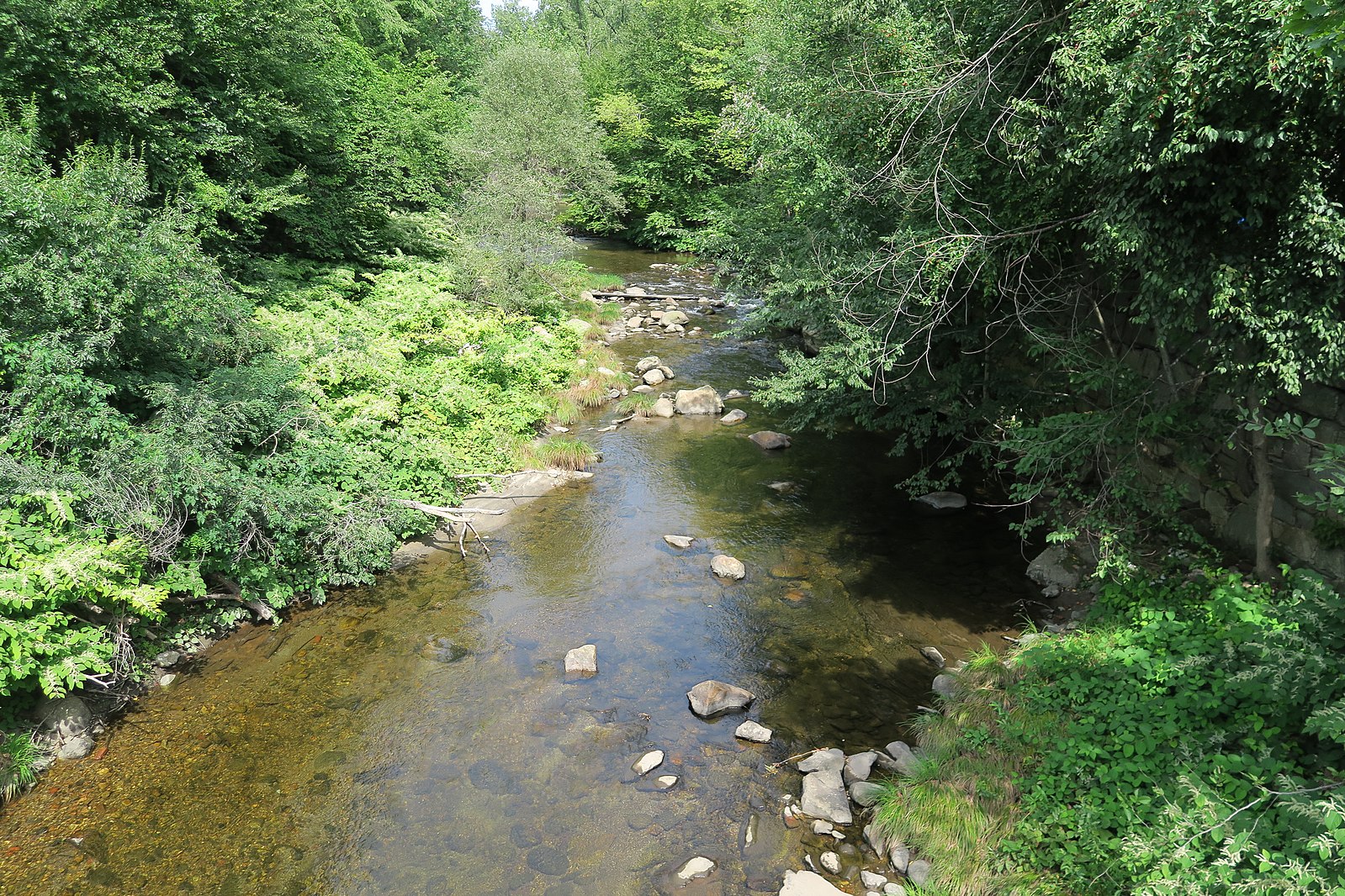 Trees: Our mental, physical, climate change antidote | Urban@UW