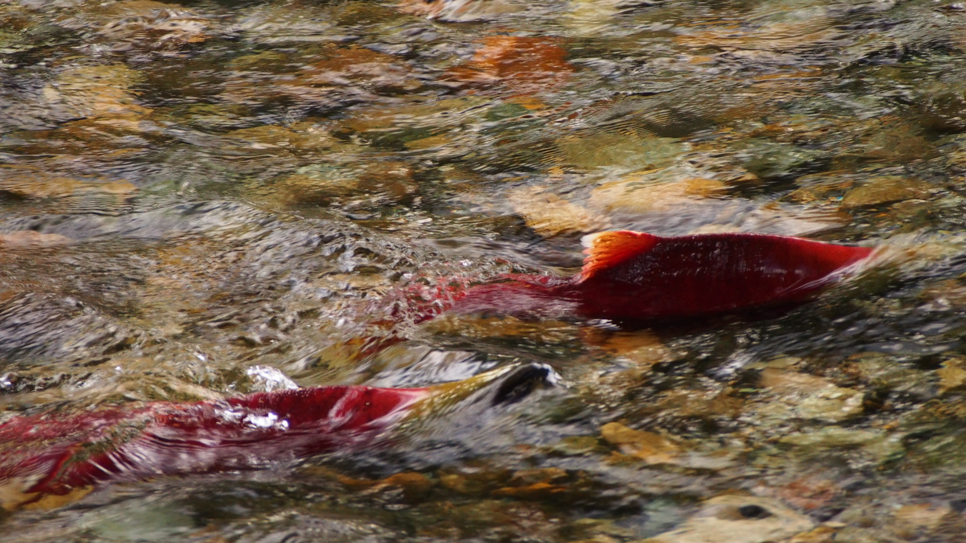 Infrastructure matters for wildlife too – here’s how aging culverts are ...