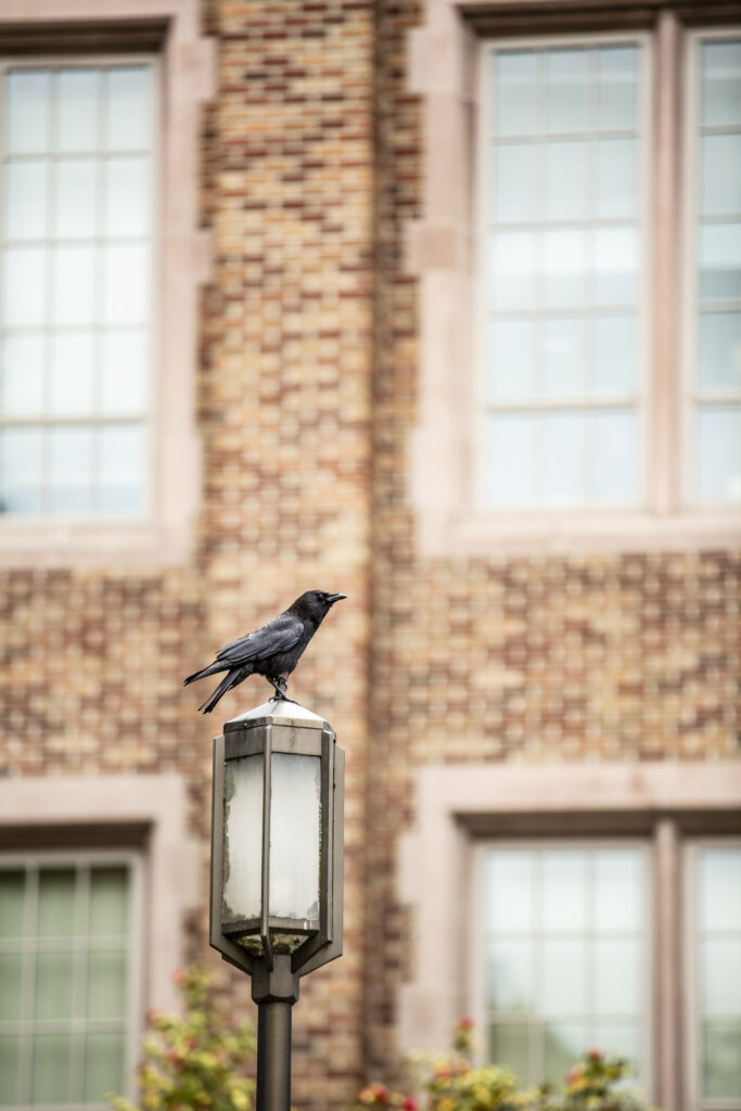 Crows hold grudges against individual humans for up to 17 years | Urban@UW
